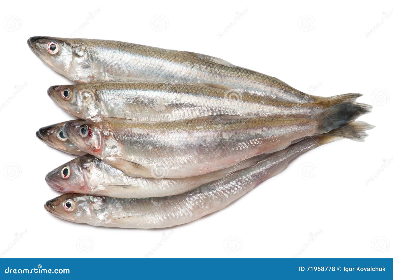 Smelt fishes stock photo. Image of studio, fishes, close - 71958778