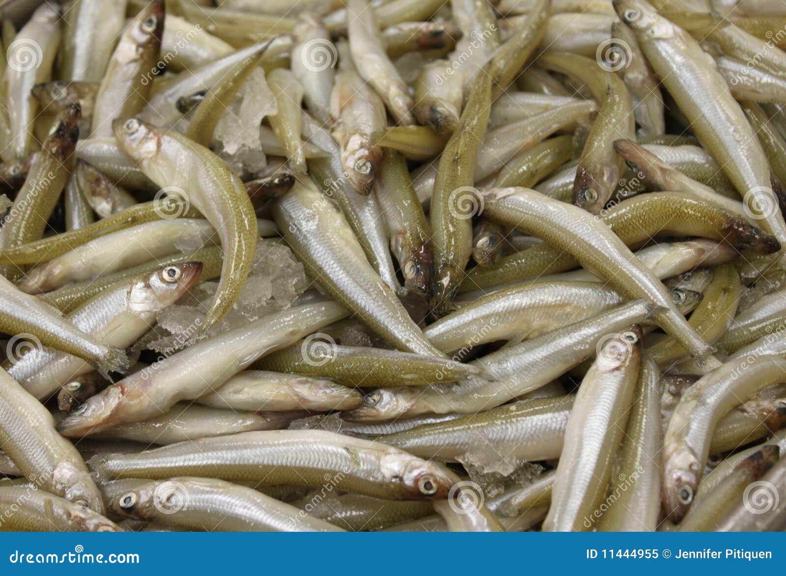 Smelt fresh fish stock image. Image of eyes, fresh, iced - 11444955