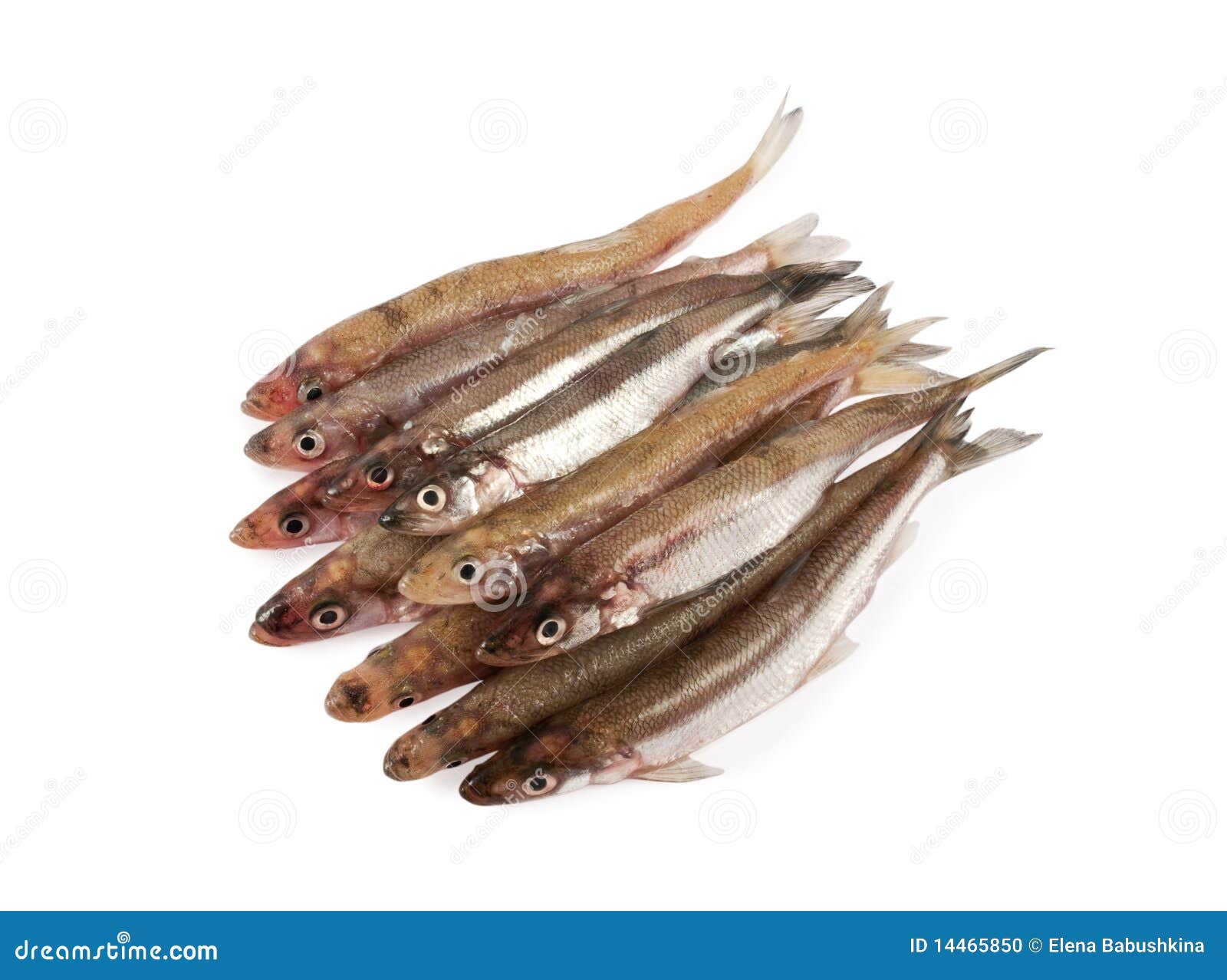 Smelts stock photo. Image of object, kitchen, isolation - 14465850