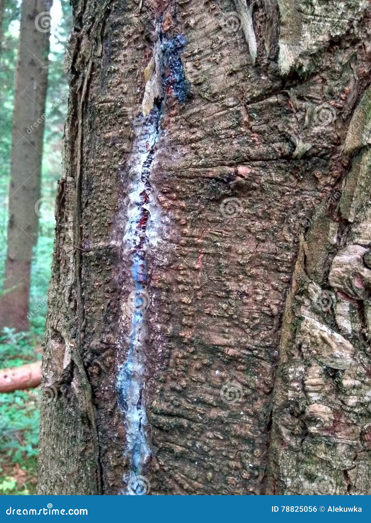 Smereka bark resin stock photo. Image of nature, green - 78825056