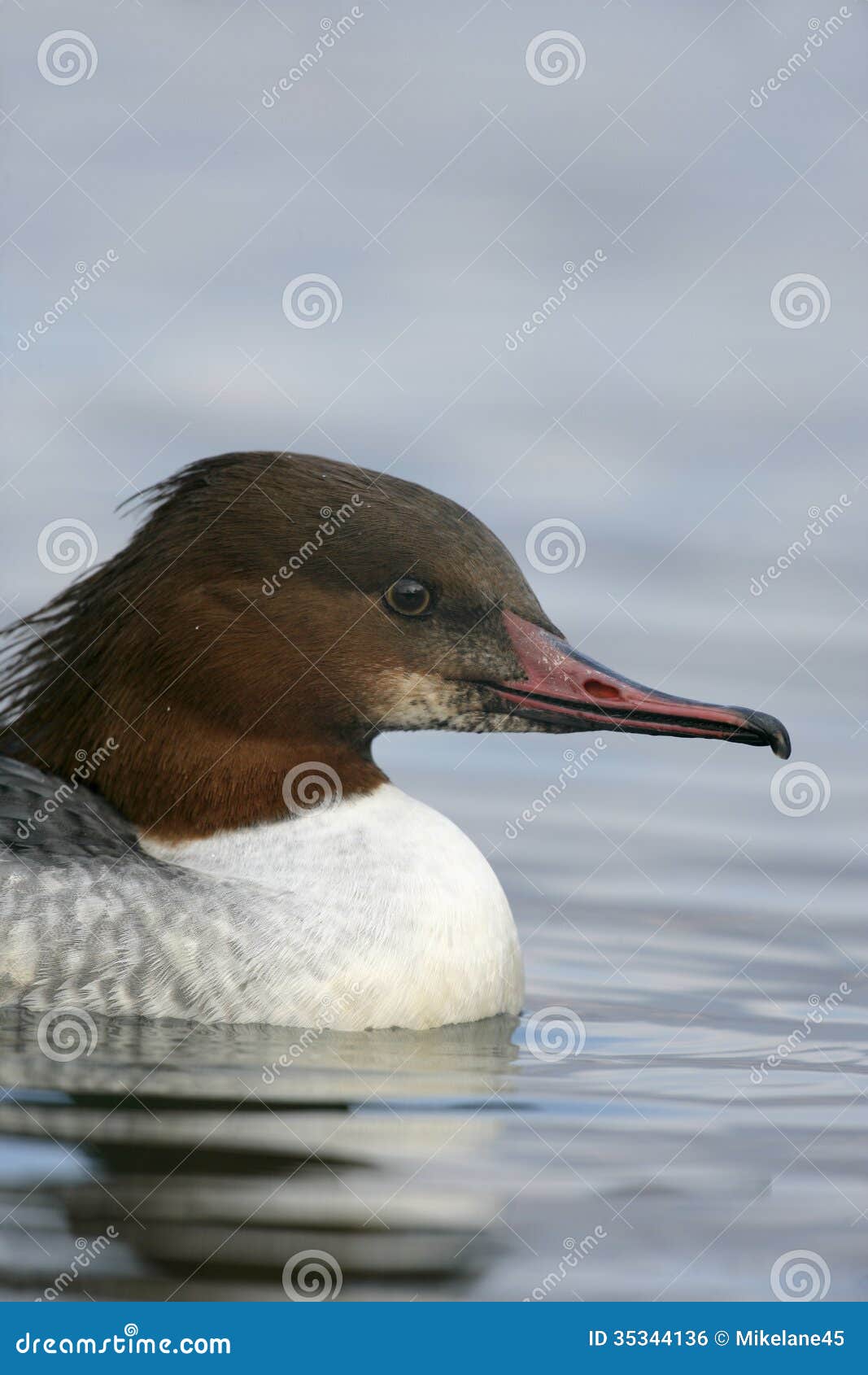 Smergo Maggiore, Mergo Del Mergus Fotografia Stock - Immagine di smergo ...