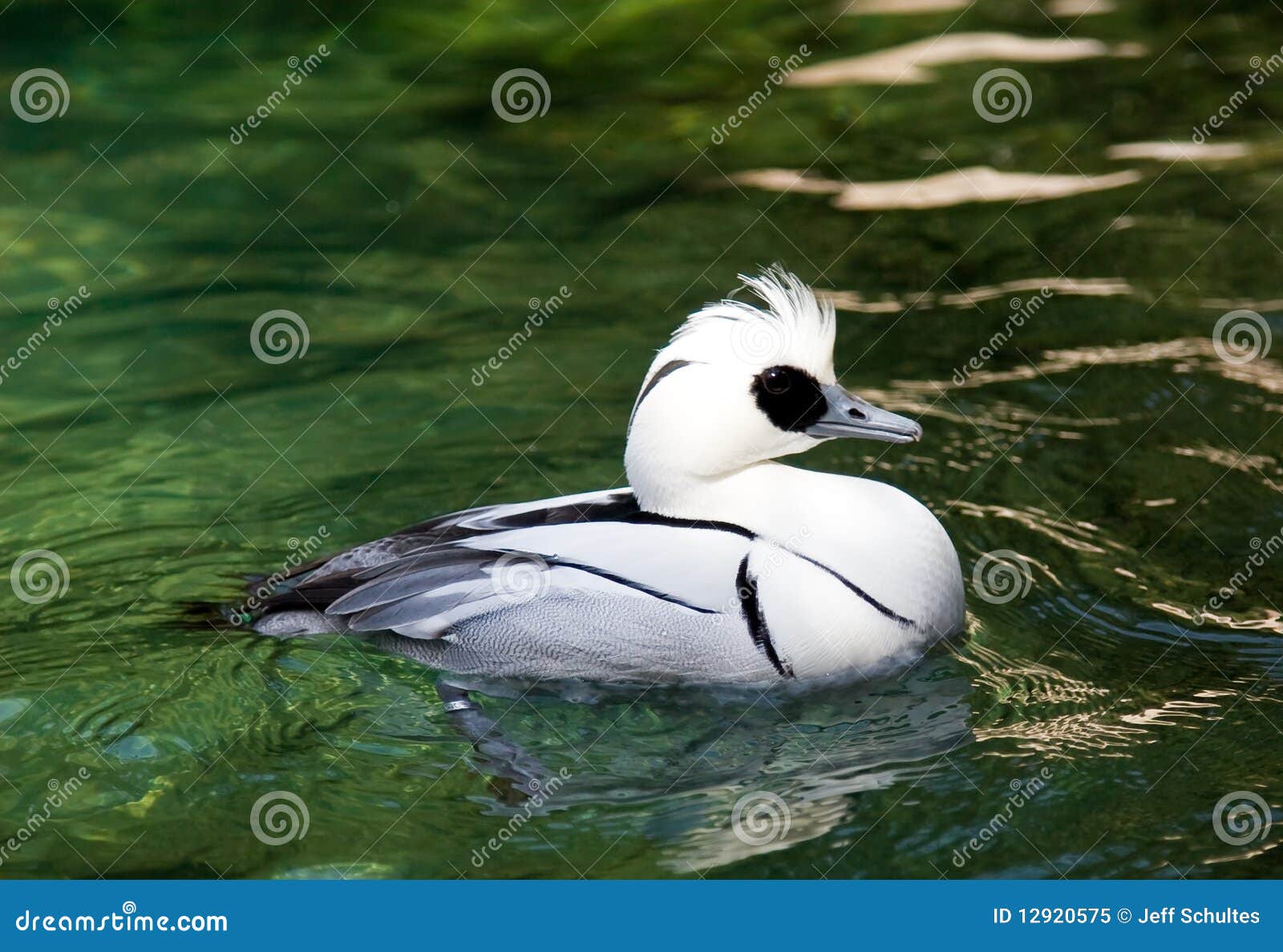 Smew stock image. Image of white, duck, wildlife, black - 12920575