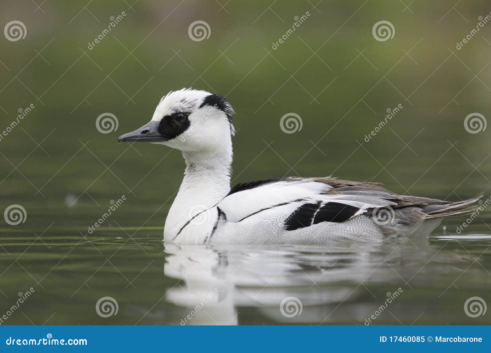 Smew stock image. Image of mergellus, animals, black - 17460085
