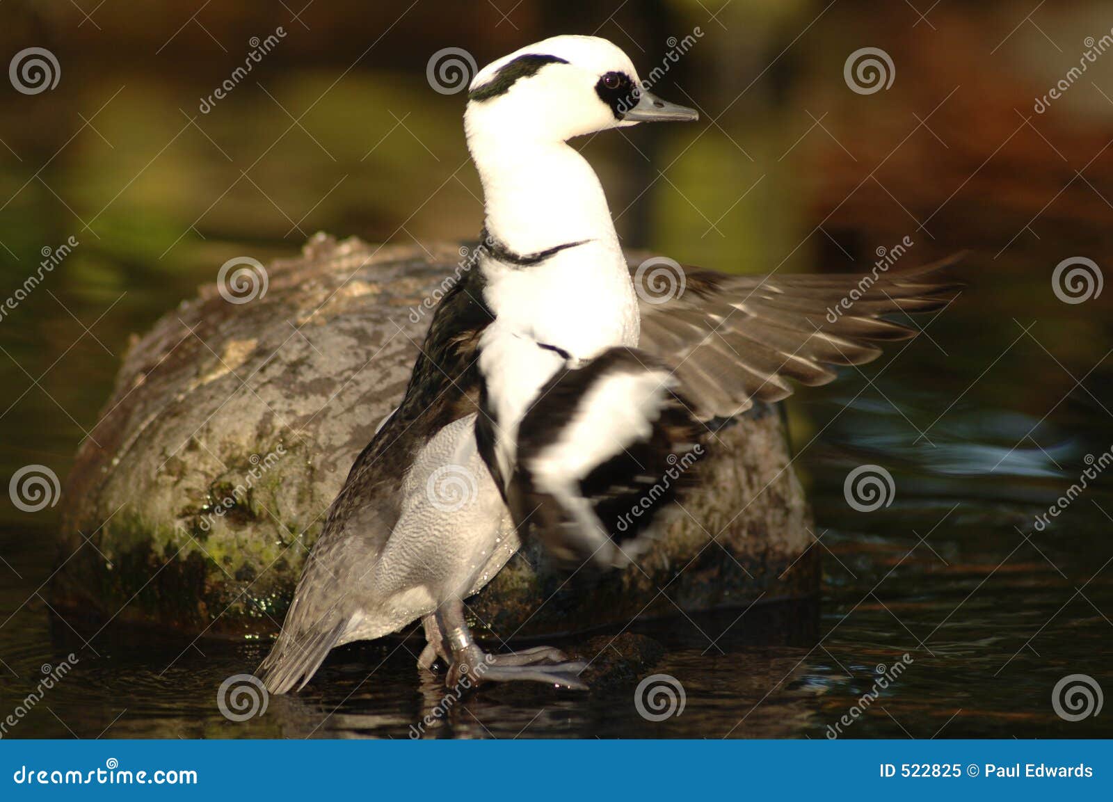 Smew stock image. Image of feathers, wings, smew, reflections - 522825