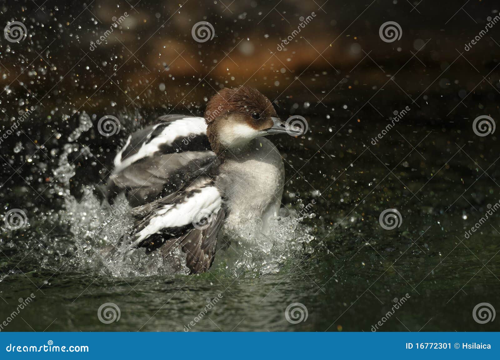 Smew (Mergellus Albellus) Flapping Wings Stock Image - Image of aviary ...