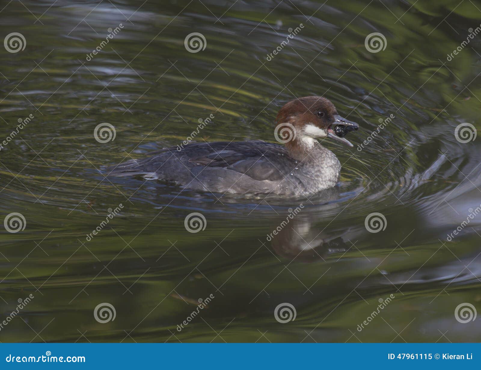 Smew stock image. Image of horizontal, animals, outdoors - 47961115
