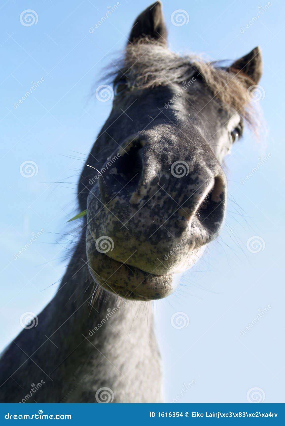 Smile! stock photo. Image of nature, pony, youngster, animals - 1616354