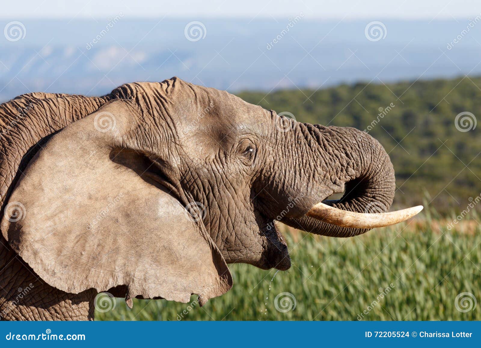 Smile - African Bush Elephant Stock Photo - Image of animal, large ...