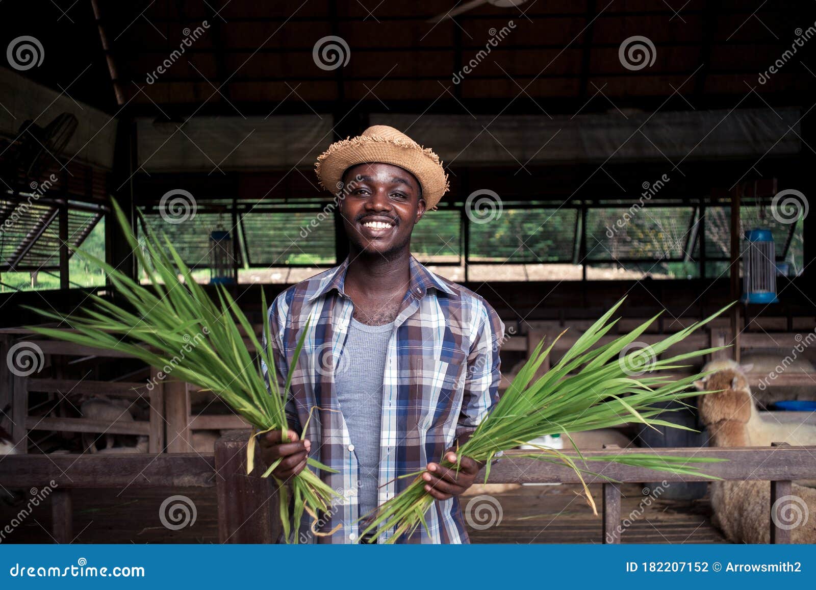 Smile African Farmer Man Holding Grass Stock Photo - Image of animal ...