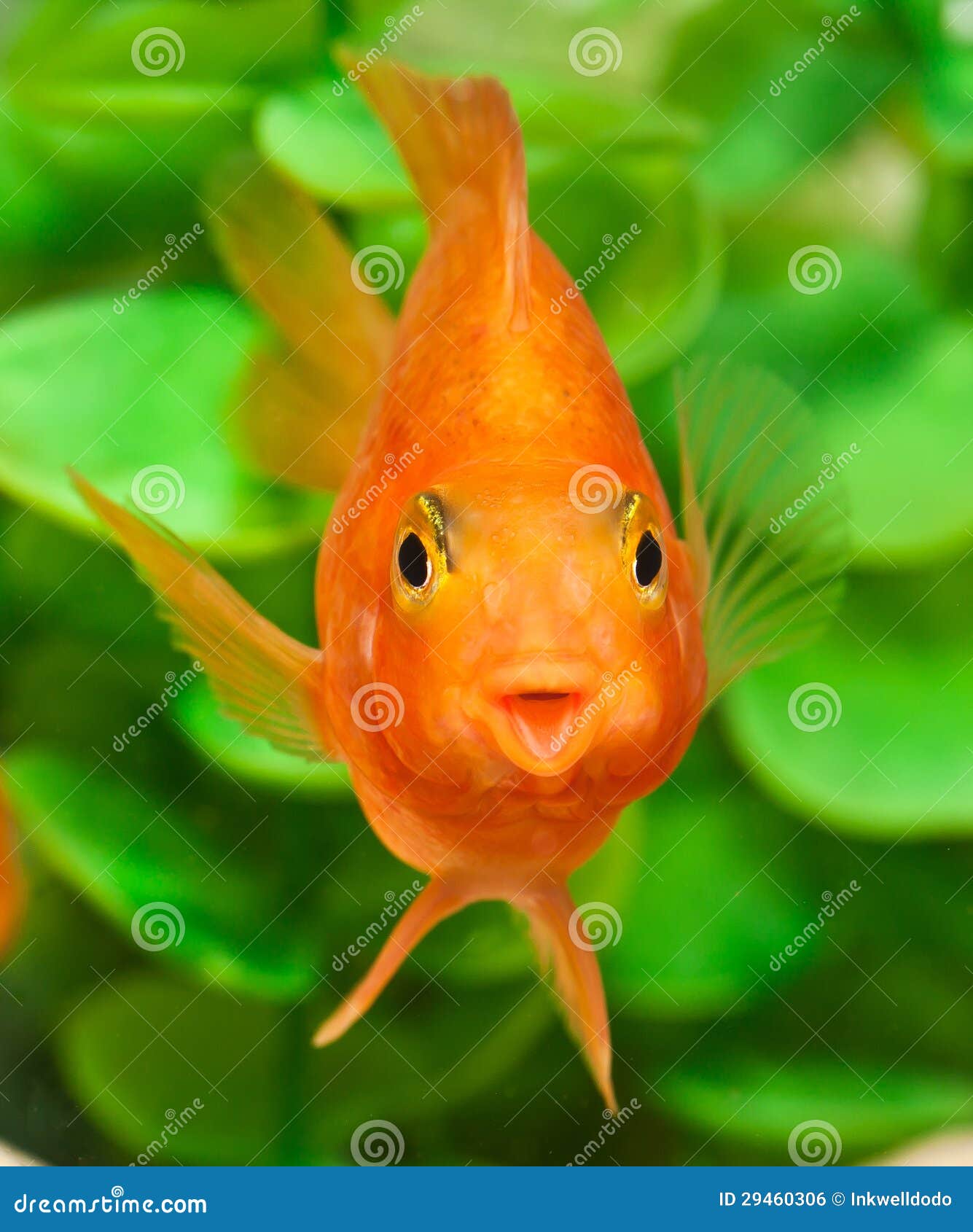 Parrot Fish Smile