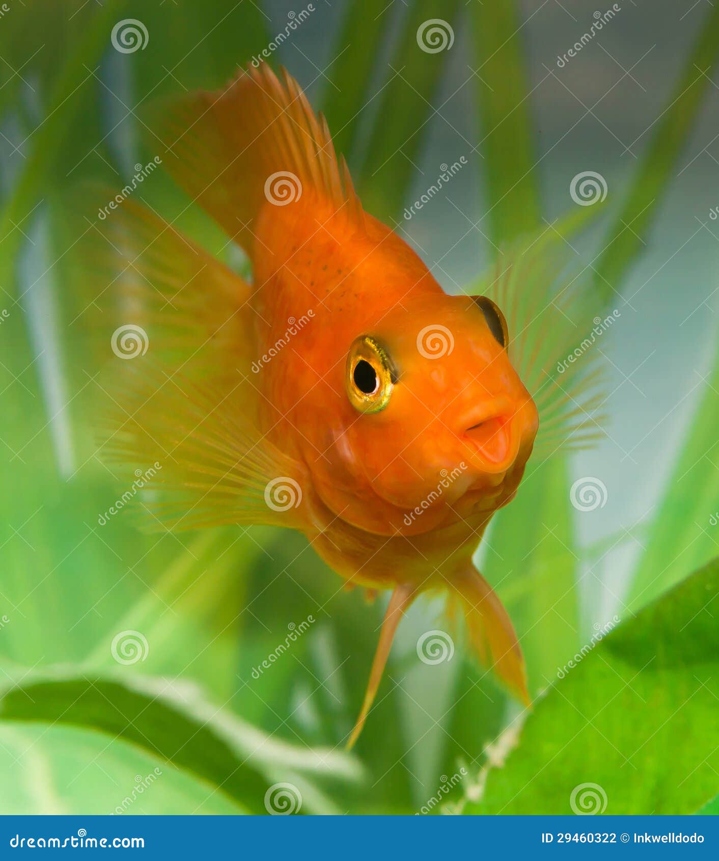 Smile of Aquarium Fish Parrot Stock Photo - Image of tropical, pets ...