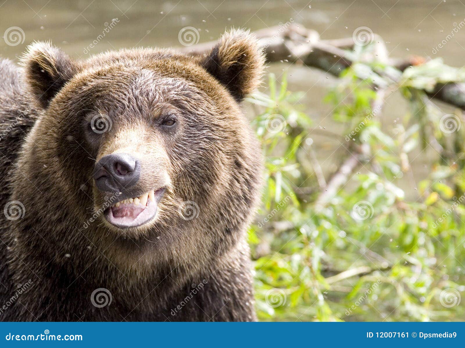 Smile of a bear stock image. Image of hunter, salmon - 12007161