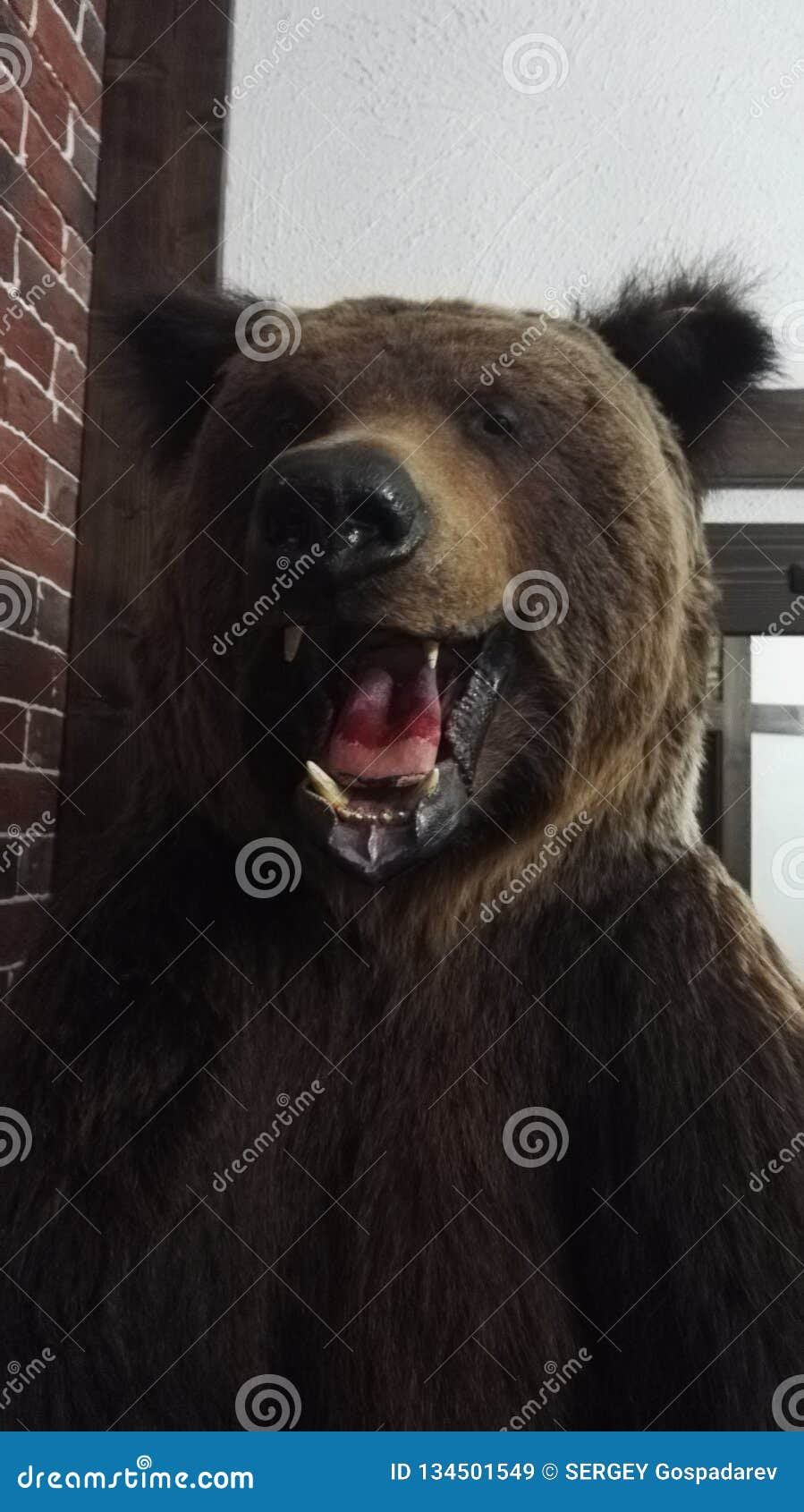Smile of Bear stock image. Image of forest, animal, smile - 134501549