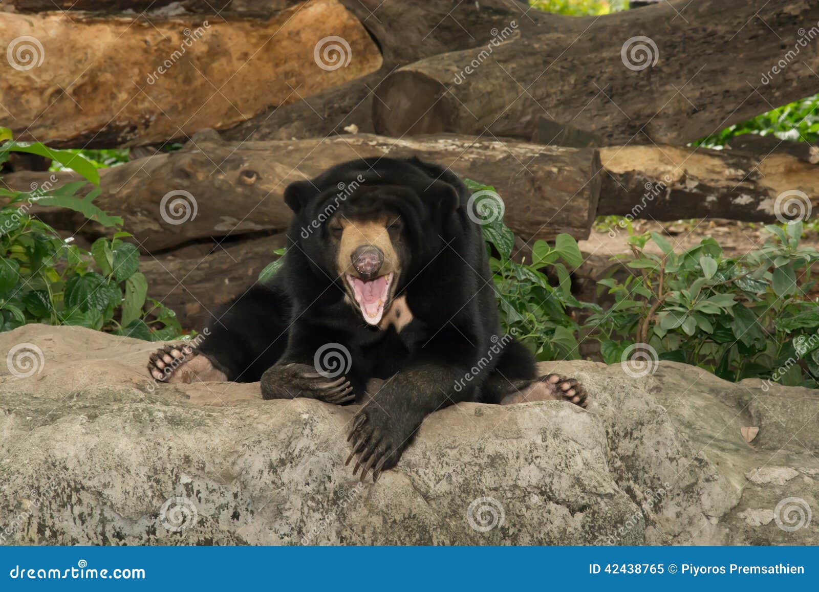 Smile black bear in zoo stock image. Image of species - 42438765