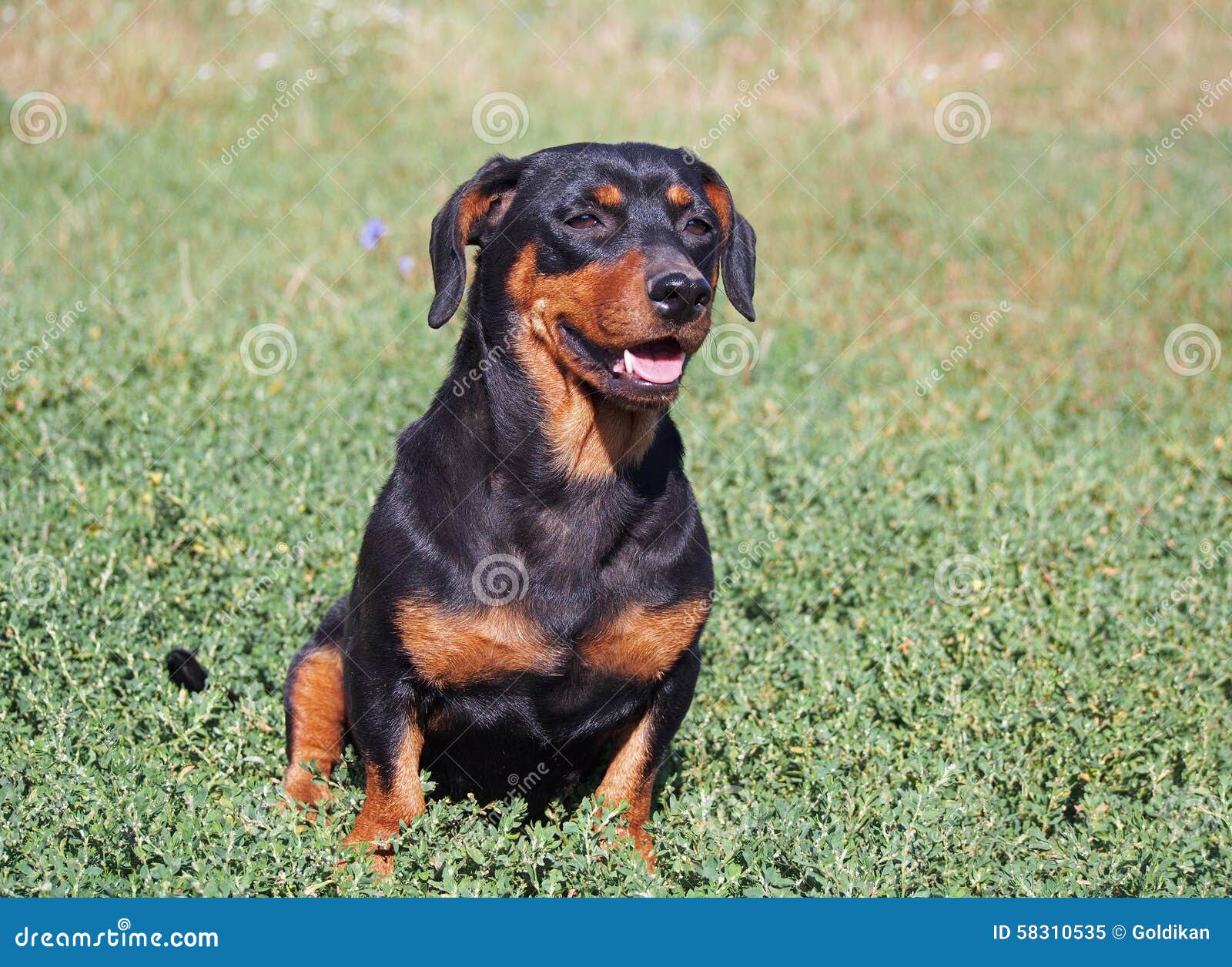 Smile of black dachshund stock image. Image of looking - 58310535
