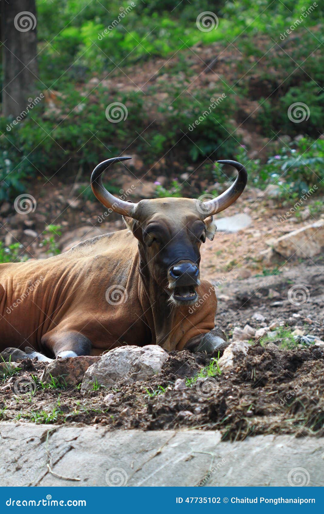 Smile buffalo stock photo. Image of relaxing, sweet, cute - 47735102