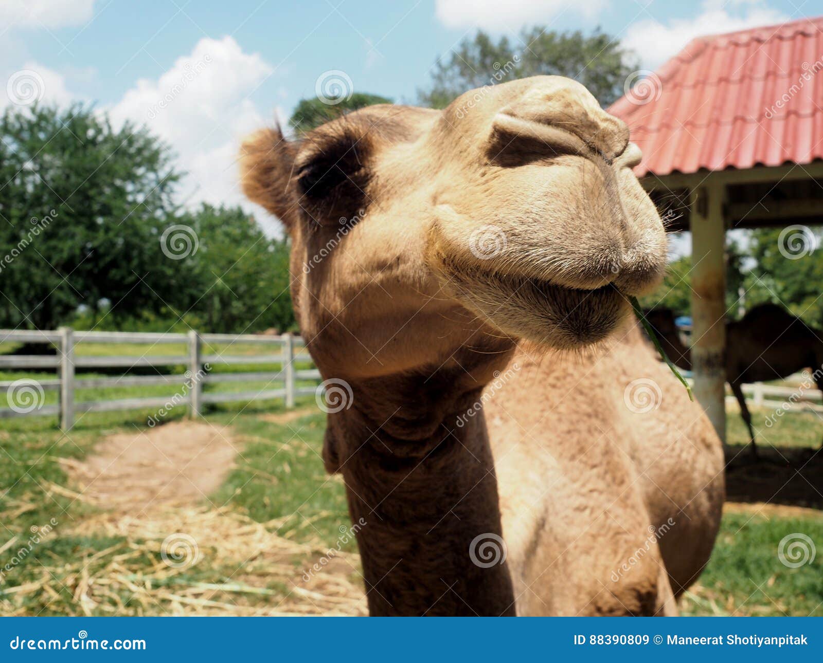 Smile Camel in a farm stock image. Image of land, animal - 88390809