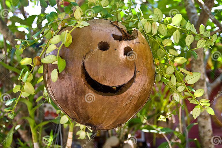 Smile coconut stock image. Image of coconut, plant, smiling - 14101721