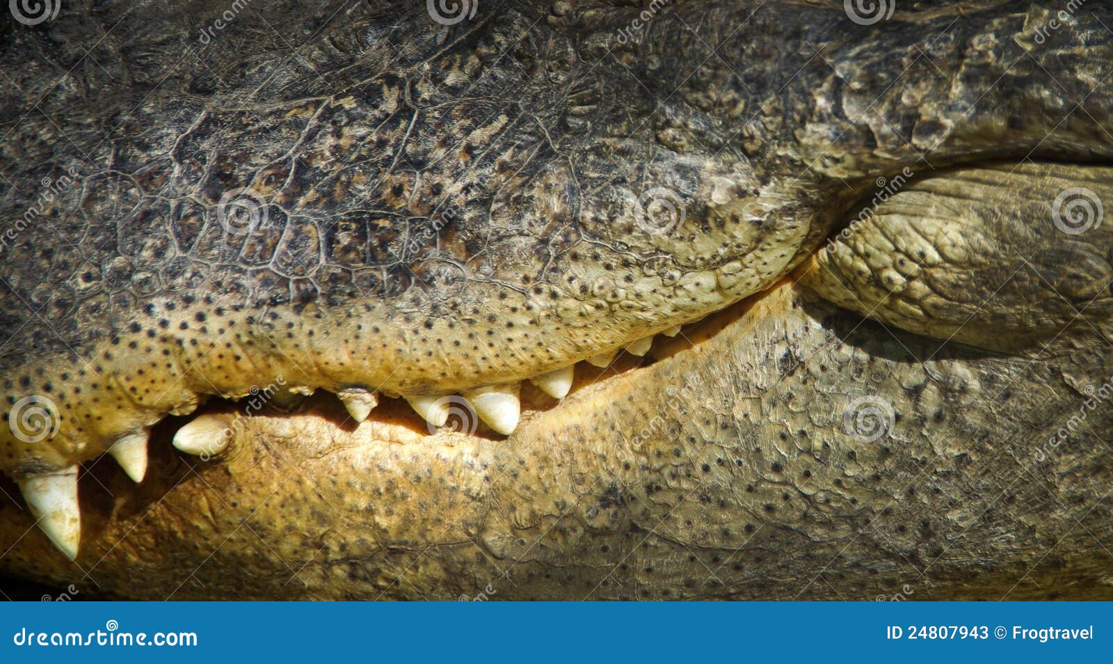 Smile crocodile stock image. Image of animal, background - 24807943