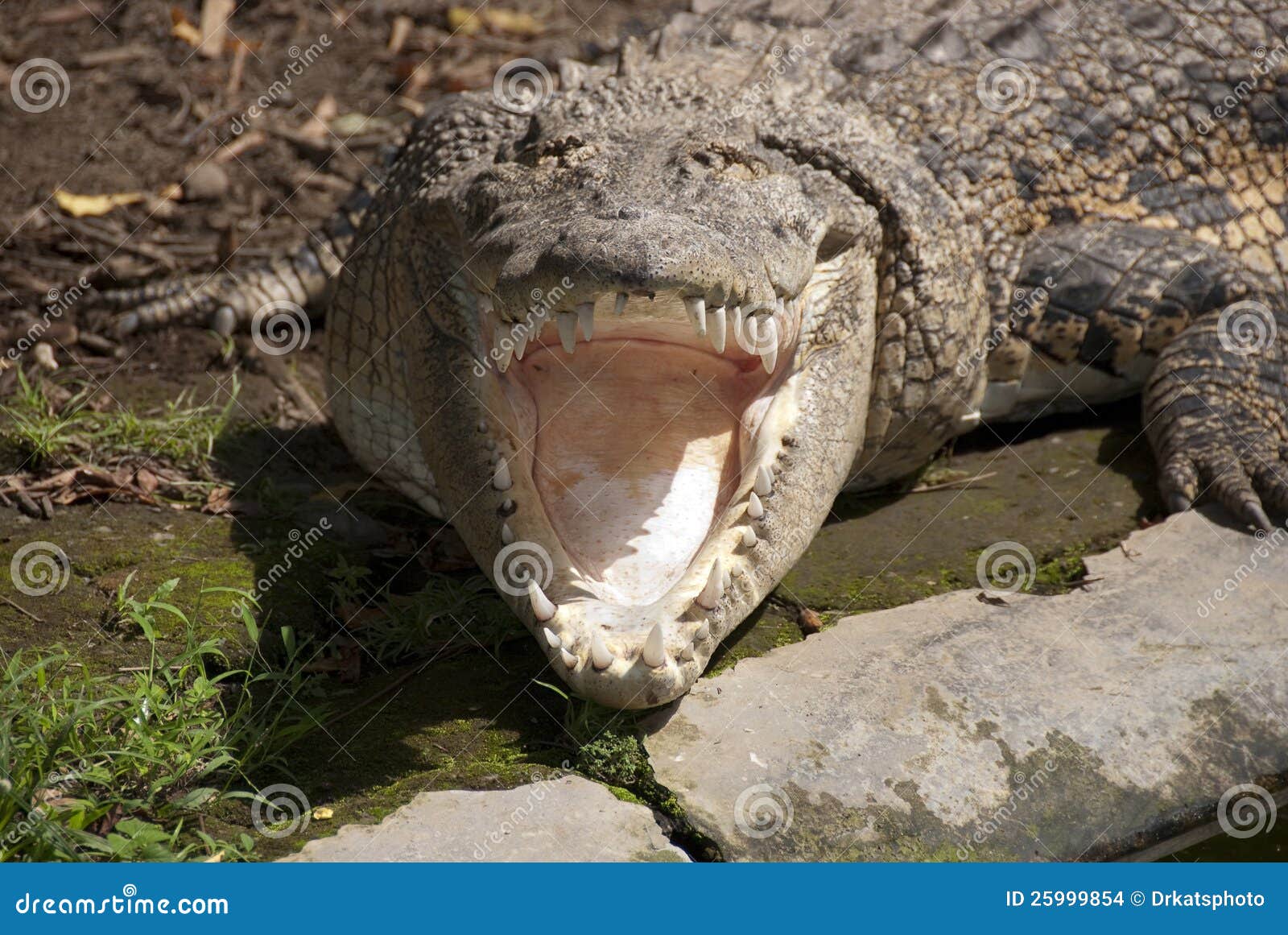 Smile of a crocodile stock photo. Image of animal, alligator - 25999854