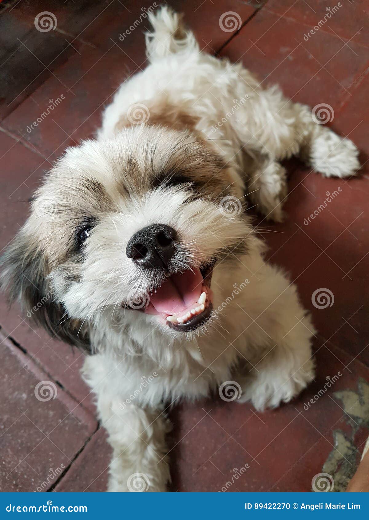 The Smile of a Dog stock photo. Image of pose, happy - 89422270