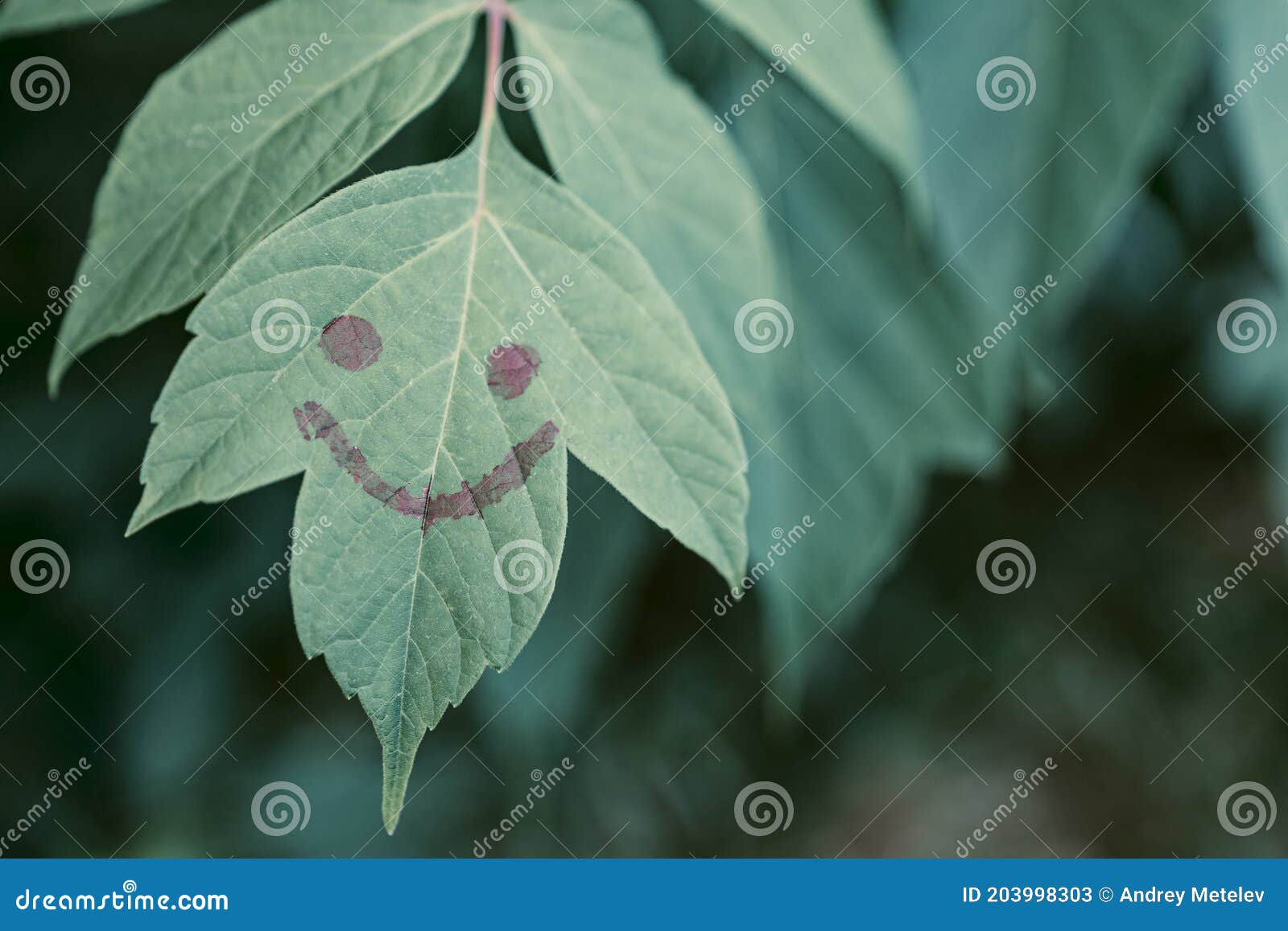 Smile is Drawn on a Leaf of a Tree Stock Image - Image of cartoon, tree ...