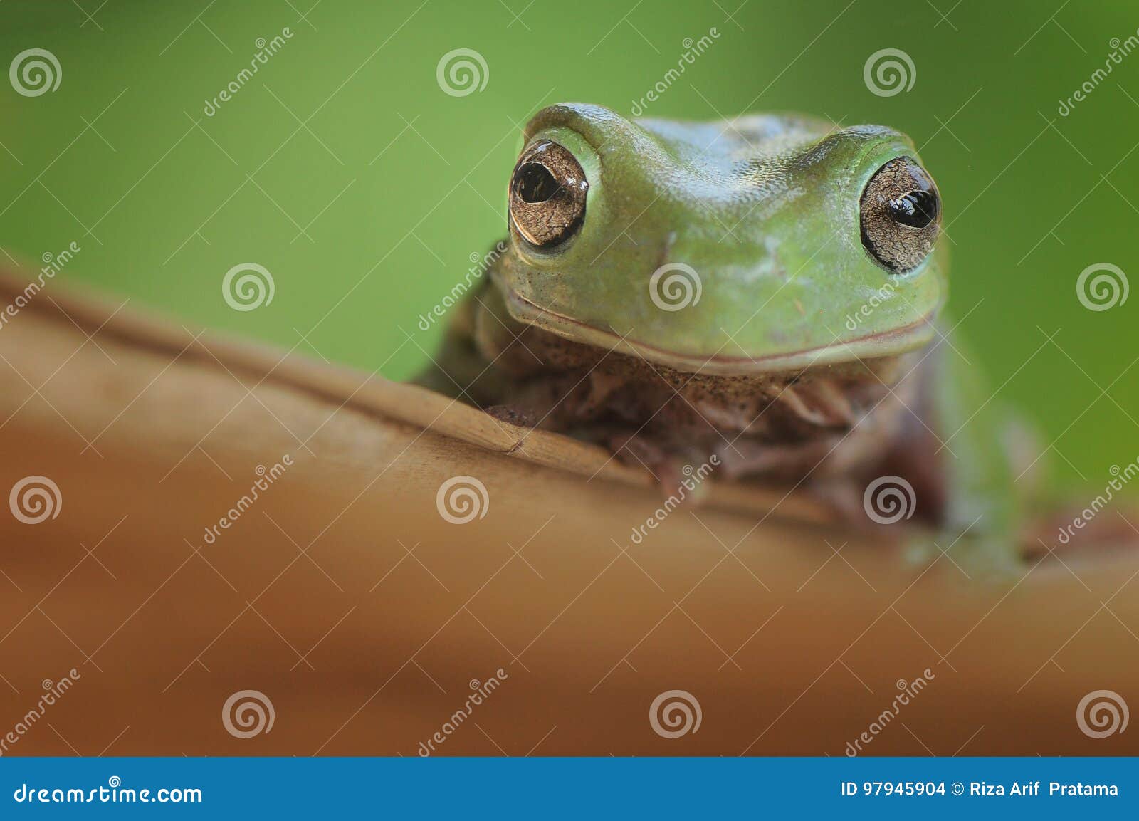 Smile Frog stock photo. Image of dumpy, animals, light - 97945904