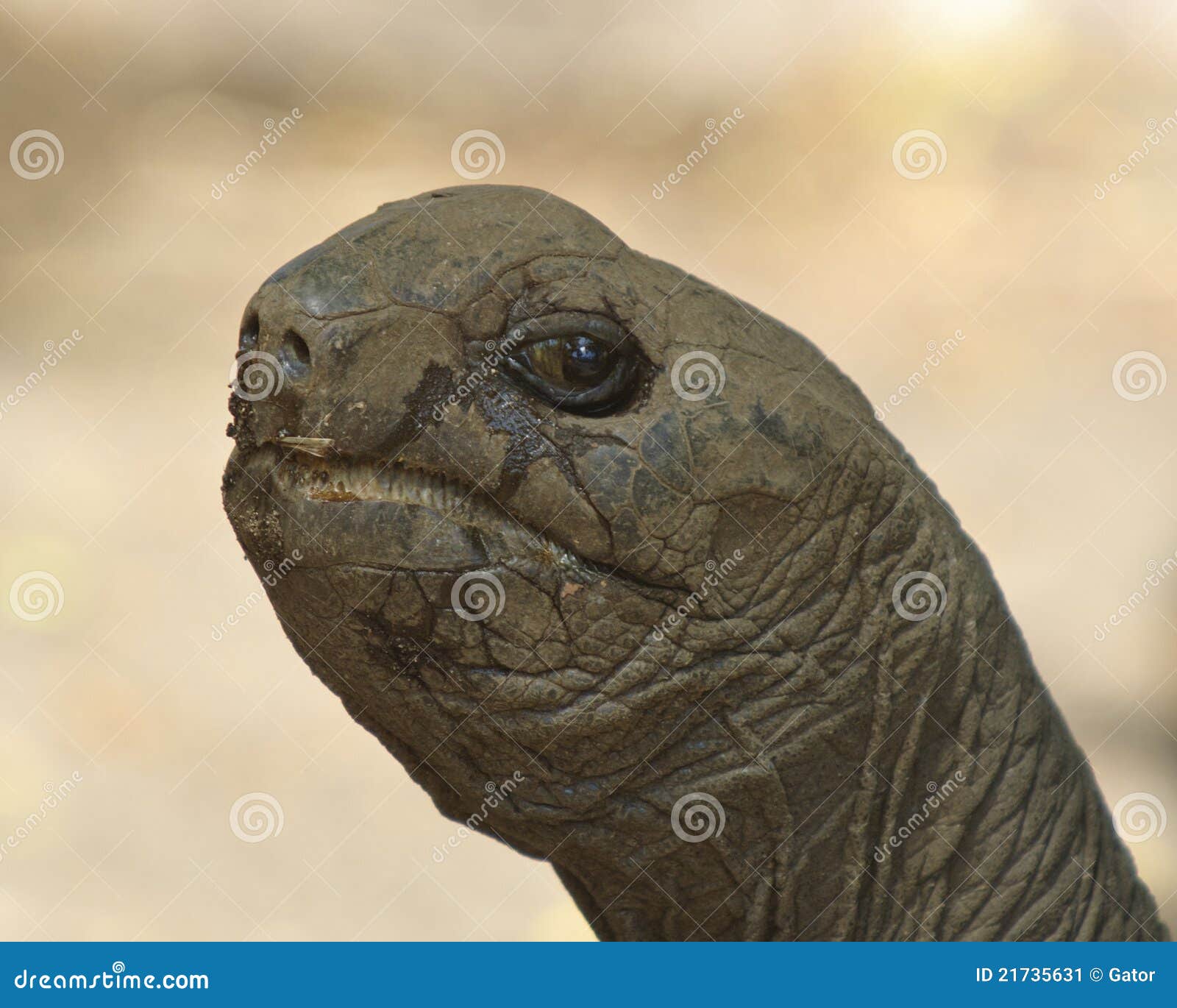 Smile of giant tortoise stock image. Image of close, wildlife - 21735631