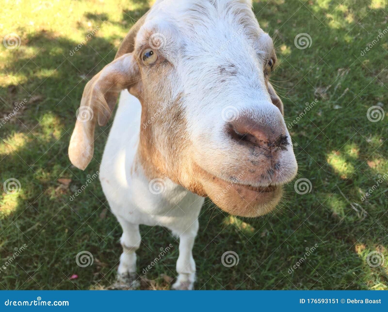 Smile from a goat stock image. Image of showing, asking - 176593151