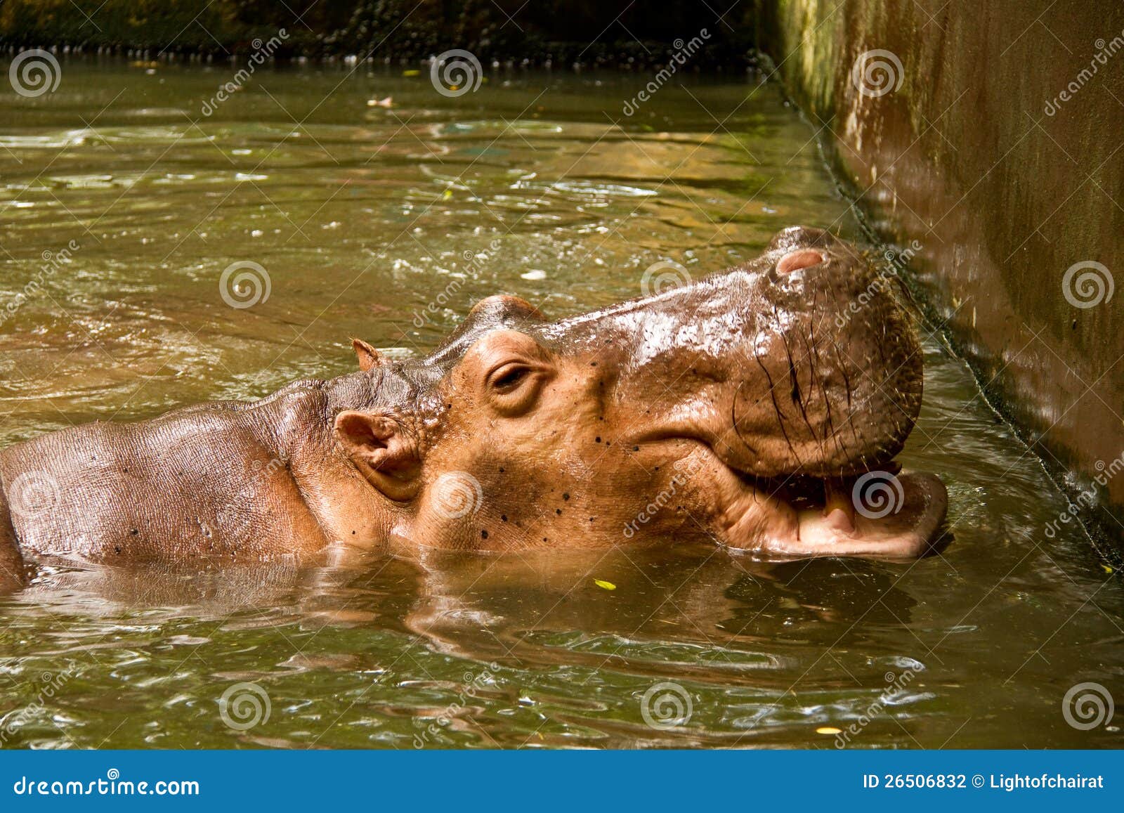 Smile hippo stock photo. Image of play, happy, amphibius - 26506832