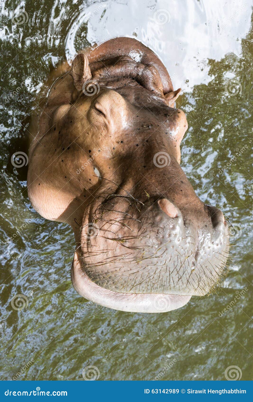 Smile Hippo face close up stock image. Image of hippo - 63142989