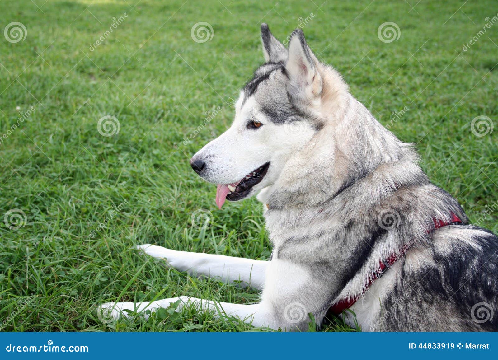 Smile husky dog stock image. Image of green, close, eyes - 44833919