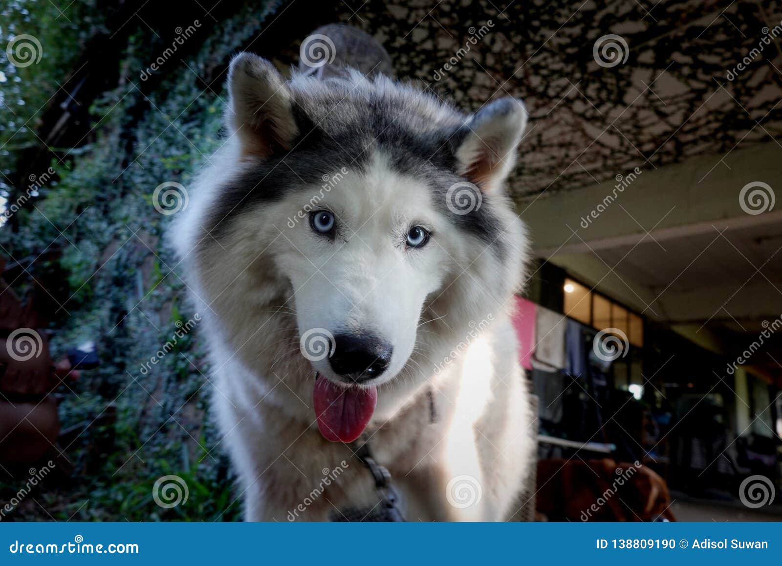 The smile of husky stock photo. Image of portrait, white - 138809190