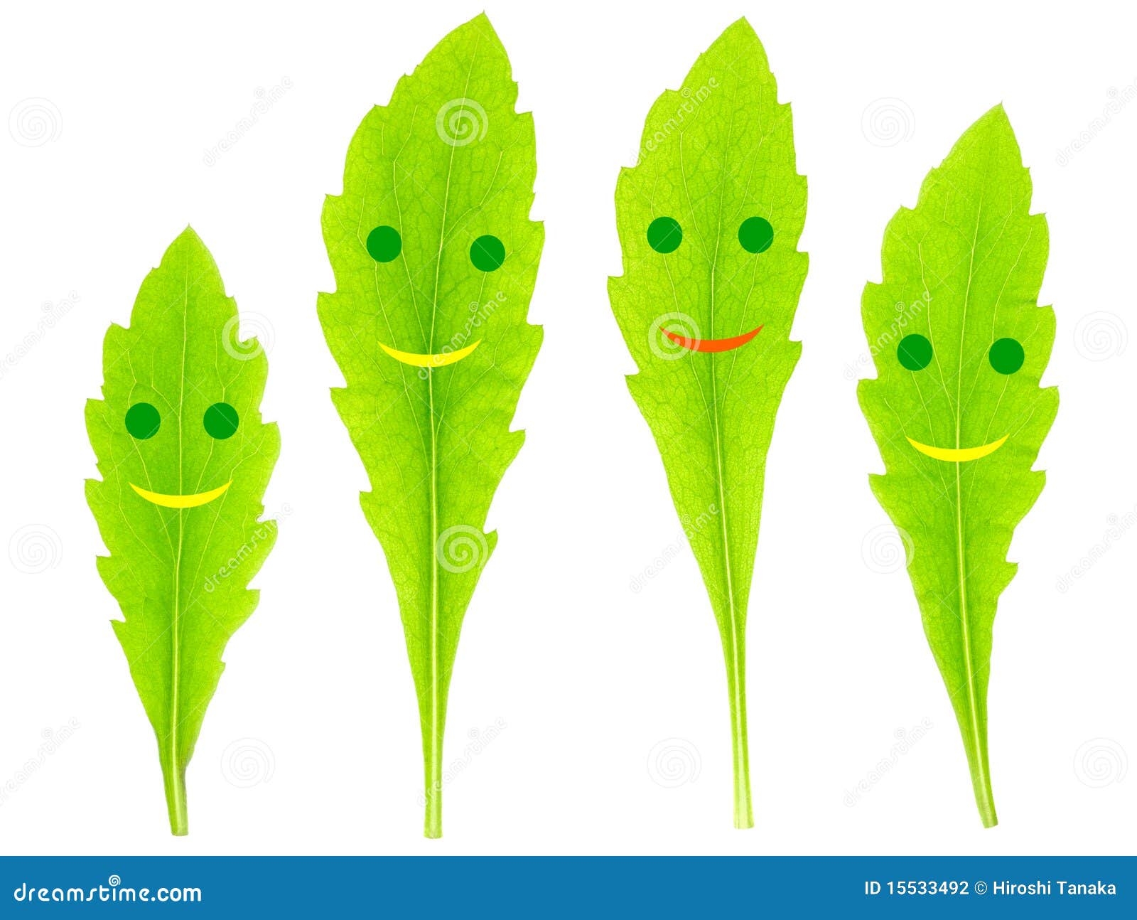 Smile leaf stock photo. Image of early, design, decoration - 15533492