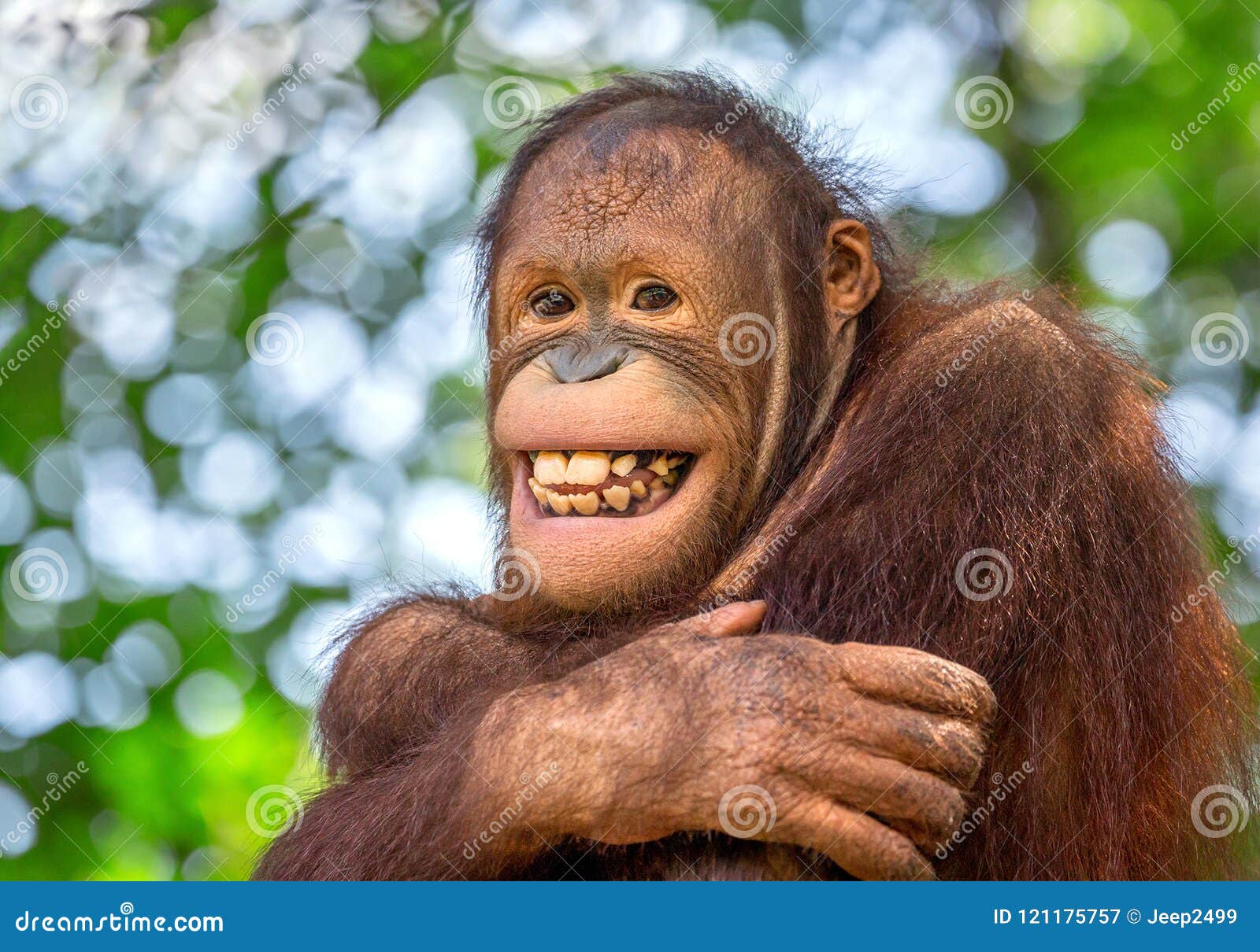 Smile of a male orangutan. stock image. Image of portrait - 121175757