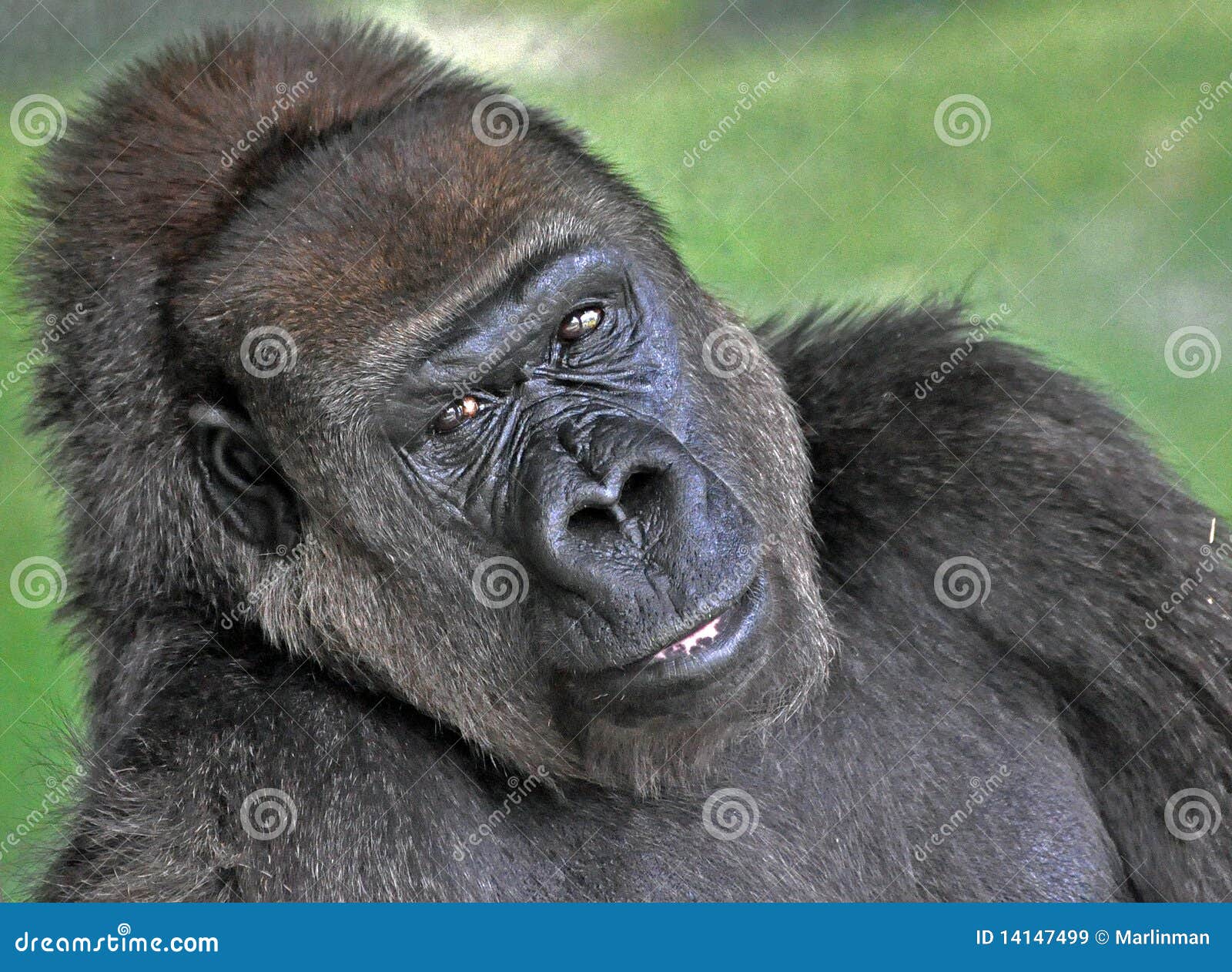 628 Gorilla Smile Stock Photos - Free & Royalty-Free Stock Photos from Dreamstime