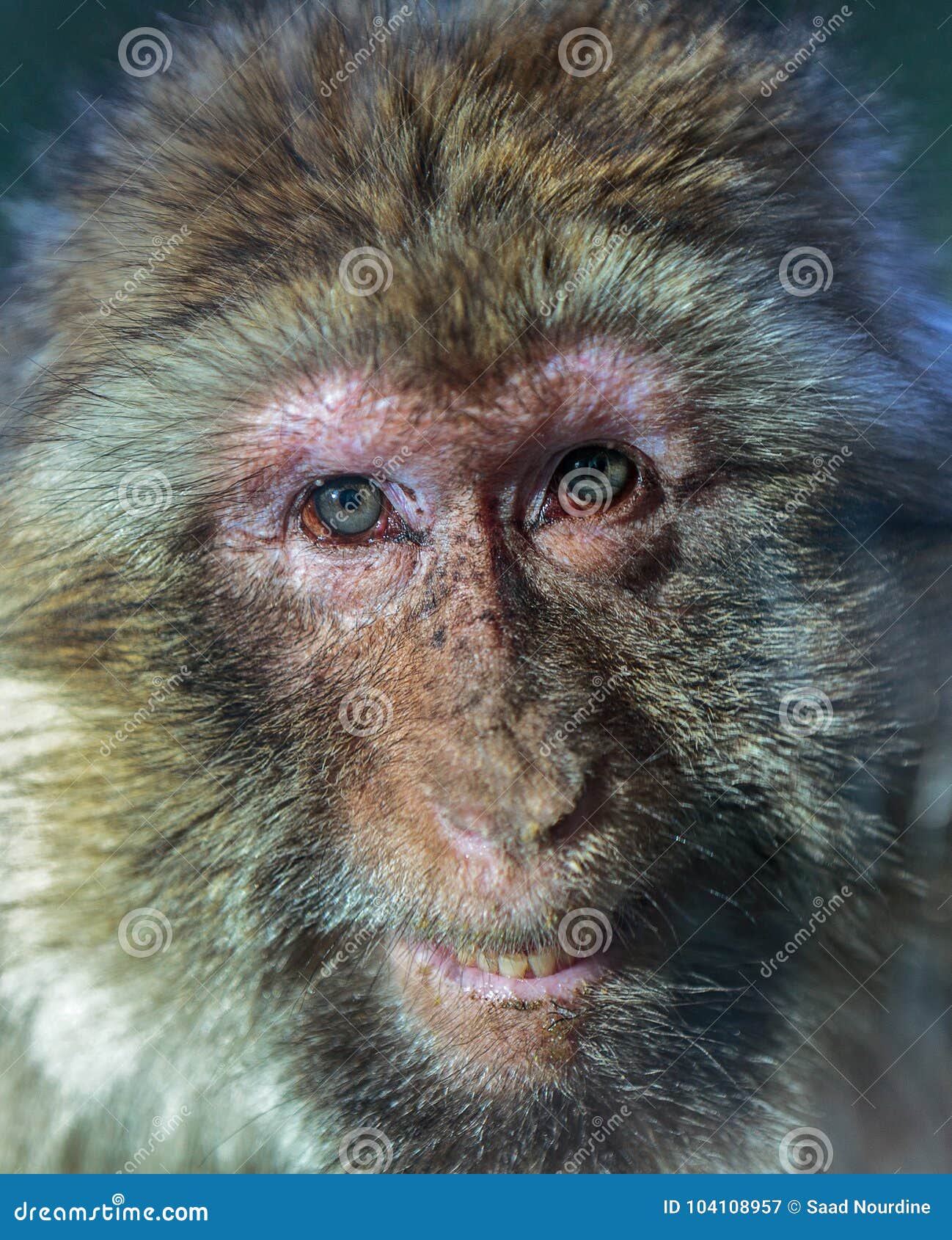 The Smile of the Monkey, the Barbary Macaque Macaca Sylvanus Stock ...