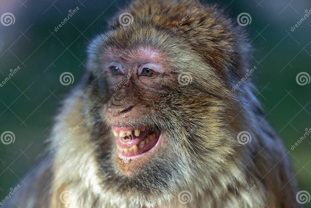 The Smile of the Monkey, the Barbary Macaque Macaca Sylvanus Stock ...