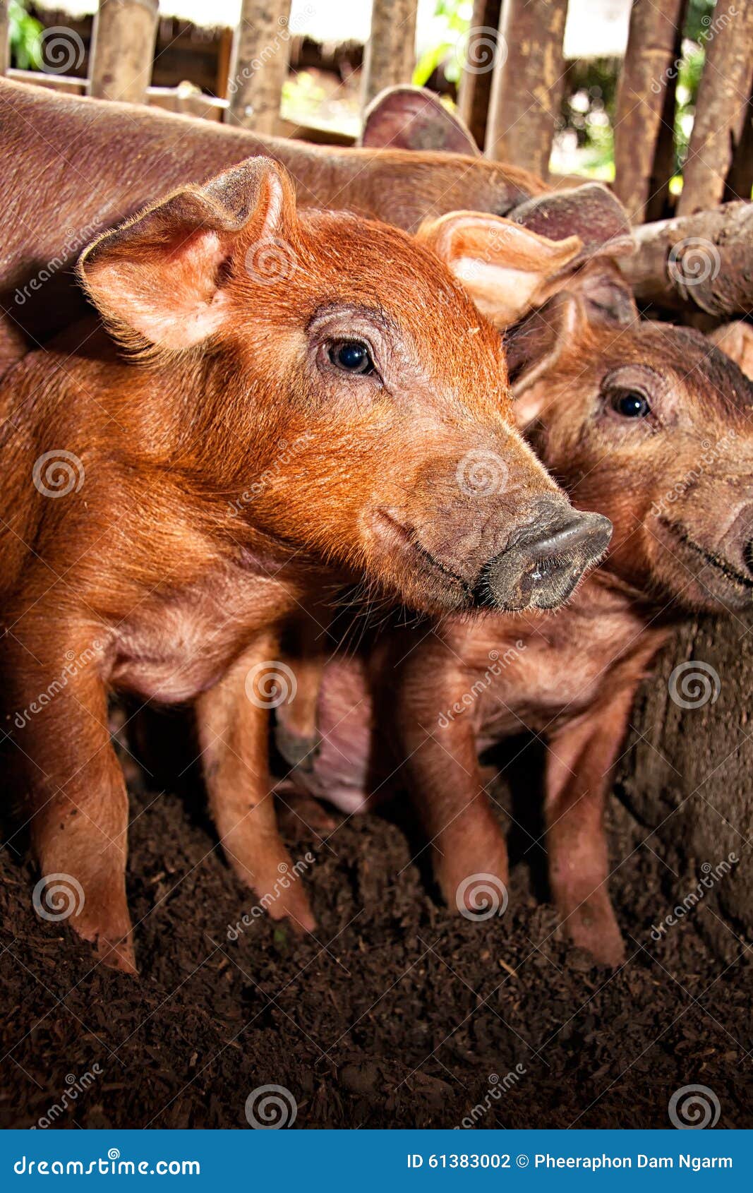 Smile pig stock photo. Image of happy, pigs, brown, smile - 61383002