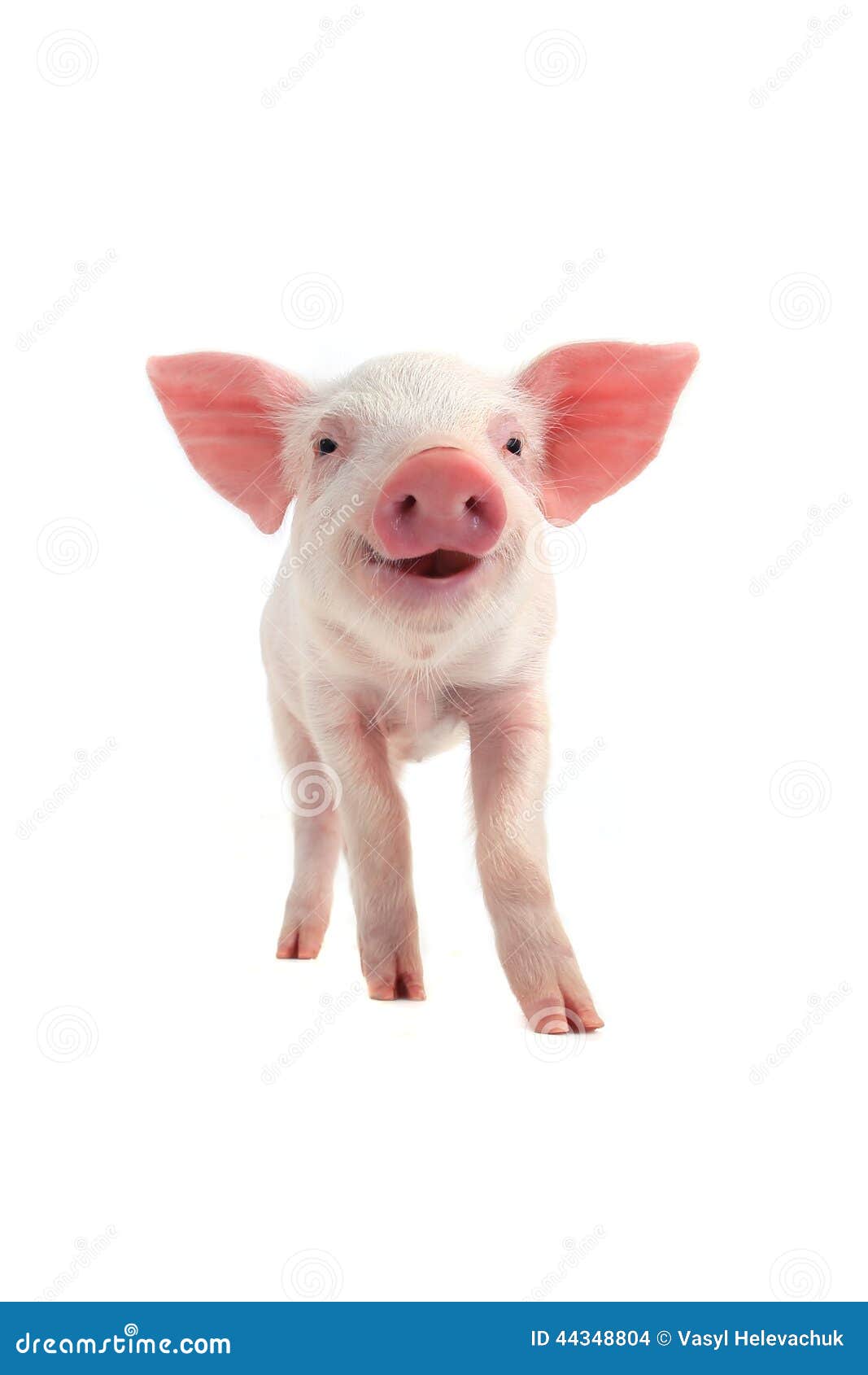Smile pig stock photo. Image of mammal, white, looking - 44348804