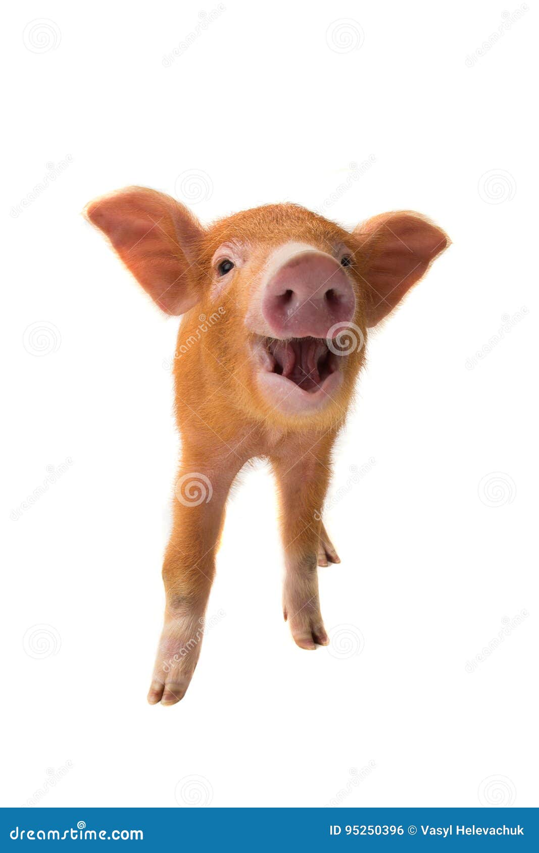 Smile pig stock photo. Image of tail, background, front - 95250396