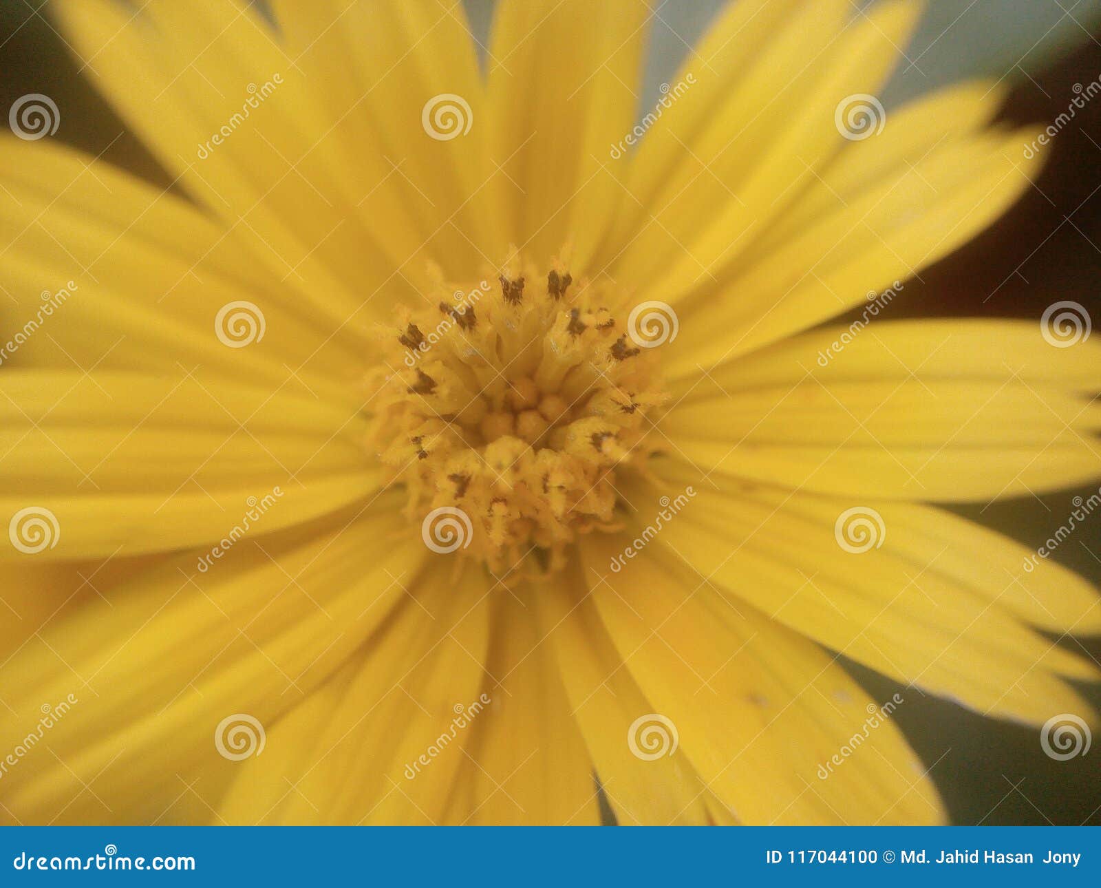 Smile Please stock photo. Image of flower, beauty, smile - 117044100