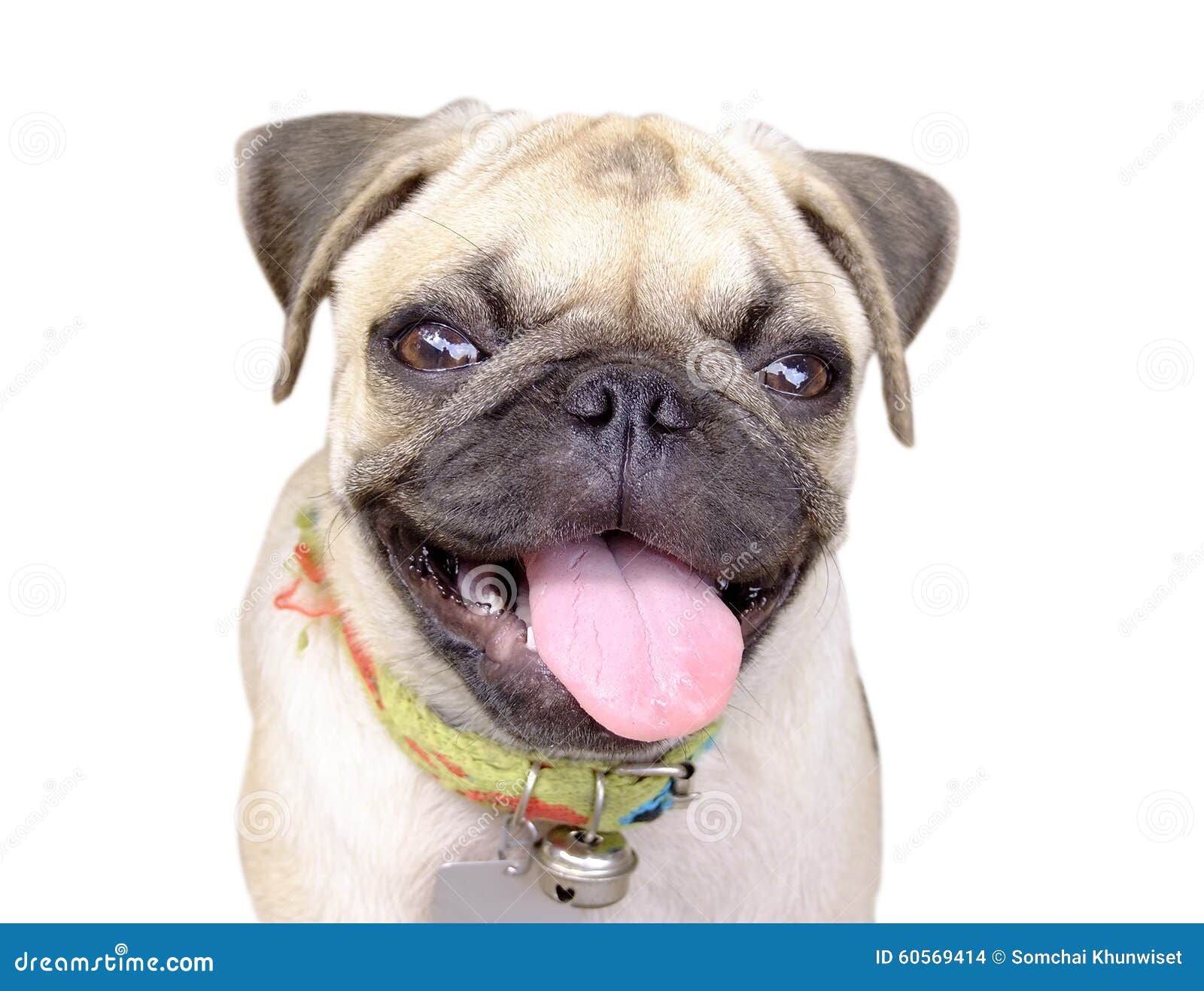 Smile Pug Dog on White Background Stock Photo - Image of copy, funny ...