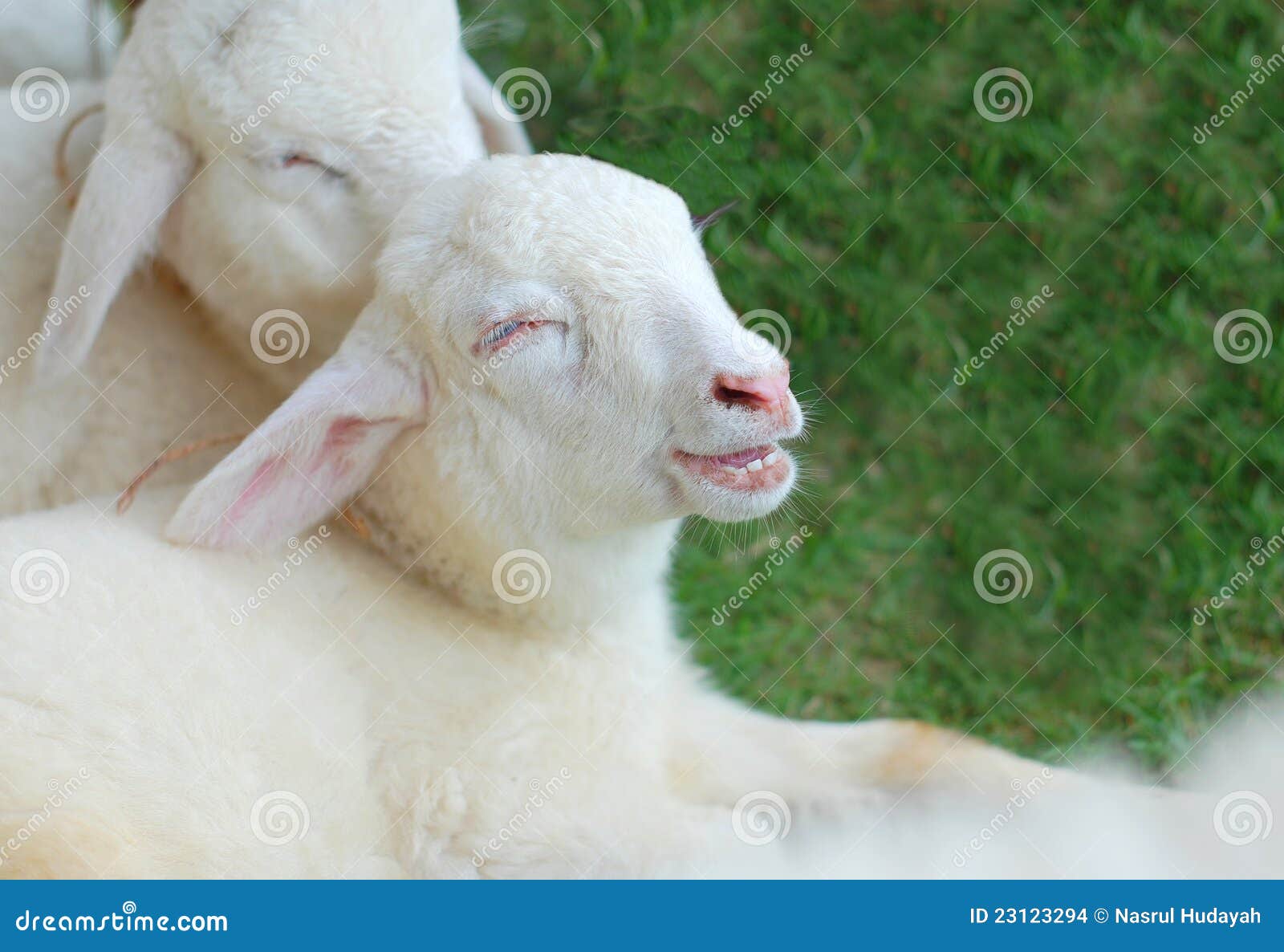 Smile of sheep stock photo. Image of farm, smile, happiness - 23123294