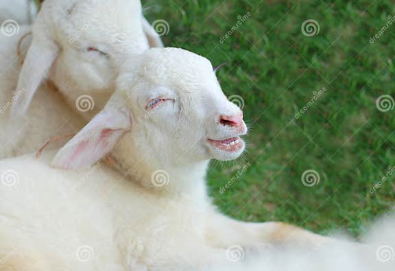 Smile of sheep stock photo. Image of farm, smile, happiness - 23123294
