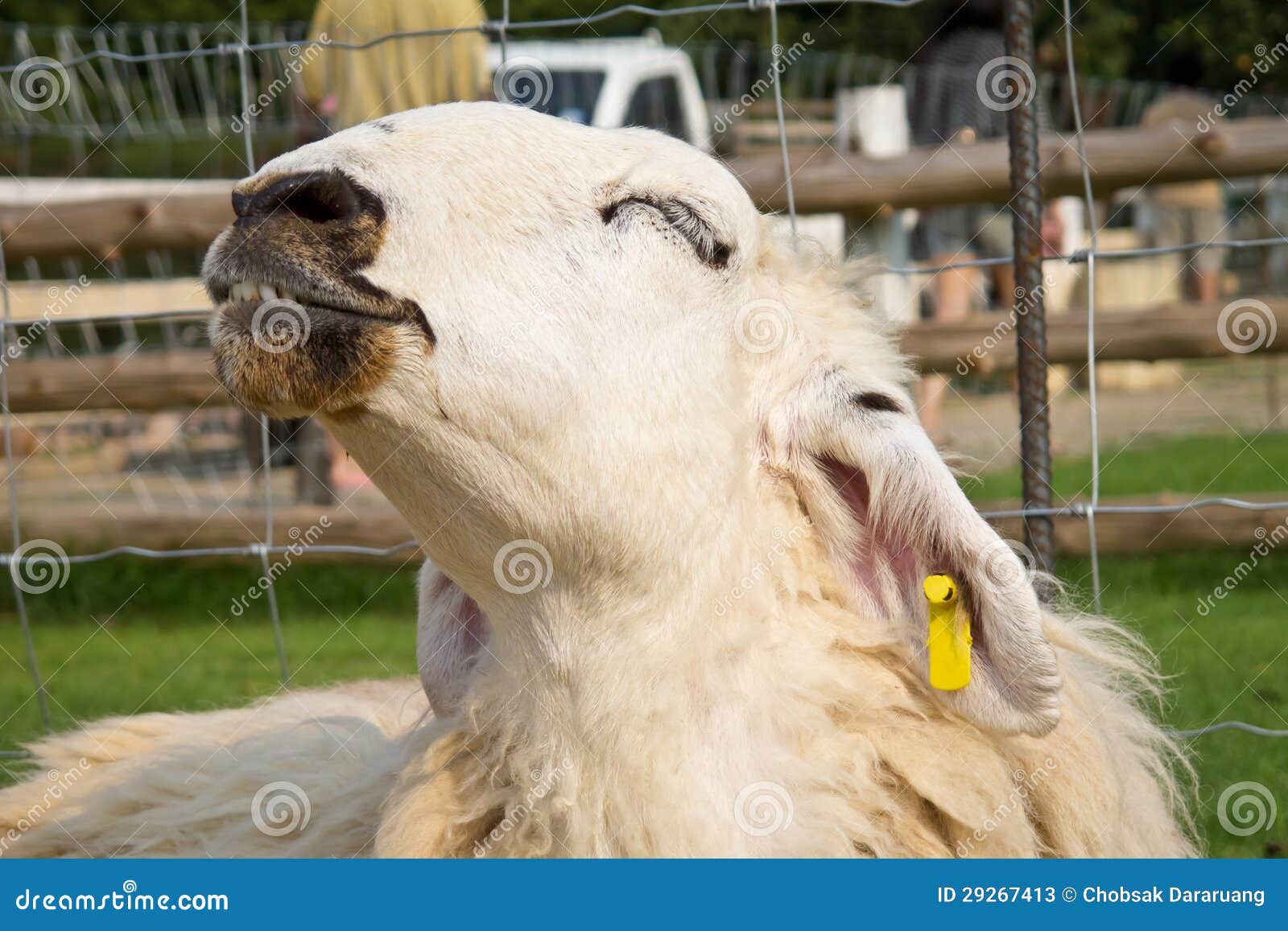 Smile sheep stock image. Image of natural, grass, sheep - 29267413