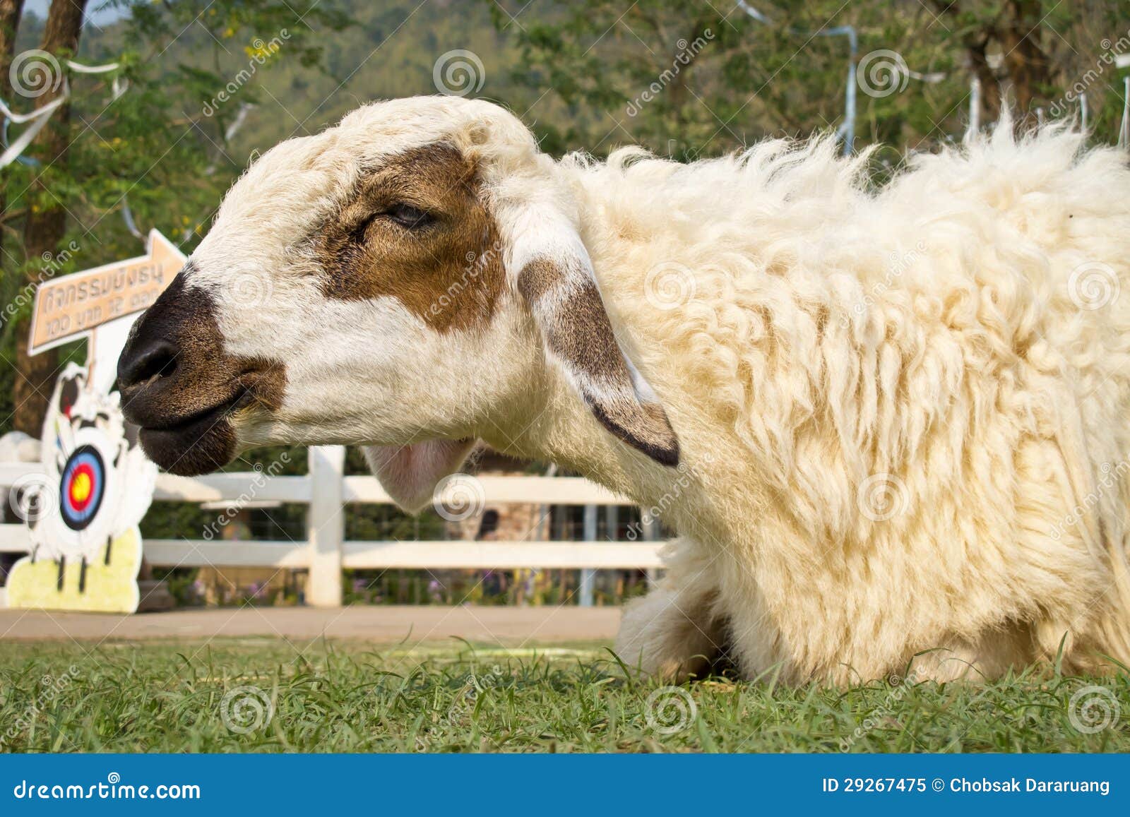 Smile sheep stock image. Image of natural, farm, thailand - 29267475