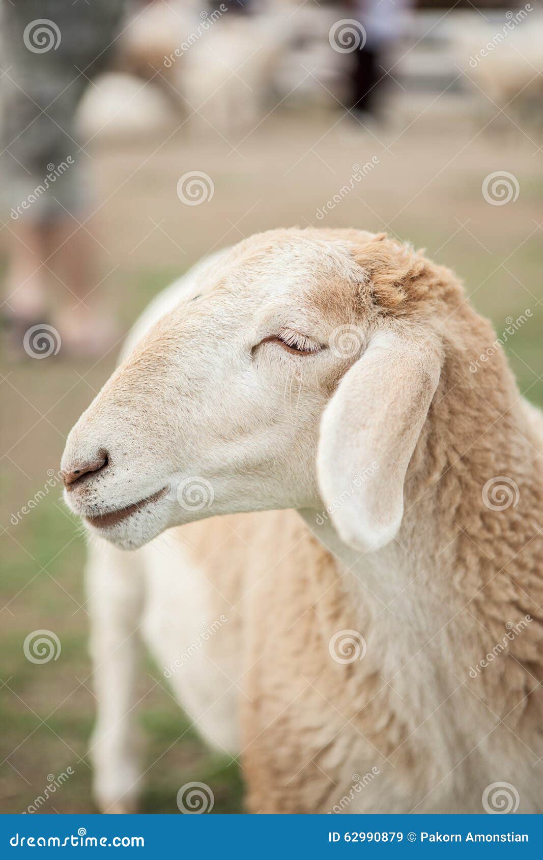 Smile sheep face stock image. Image of wool, sheep, close - 62990879