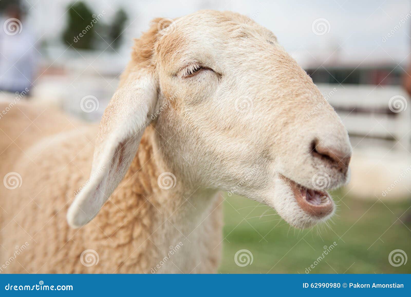 Smile sheep face stock photo. Image of wool, sheep, young - 62990980