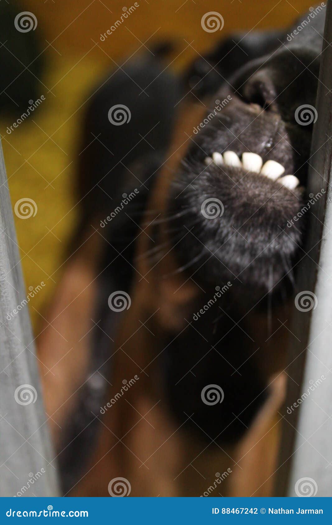 Smile stock photo. Image of animals, smiling, teeth, goats - 88467242